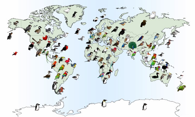 English in eMotion: BIRDS ALL OVER THE WORLD