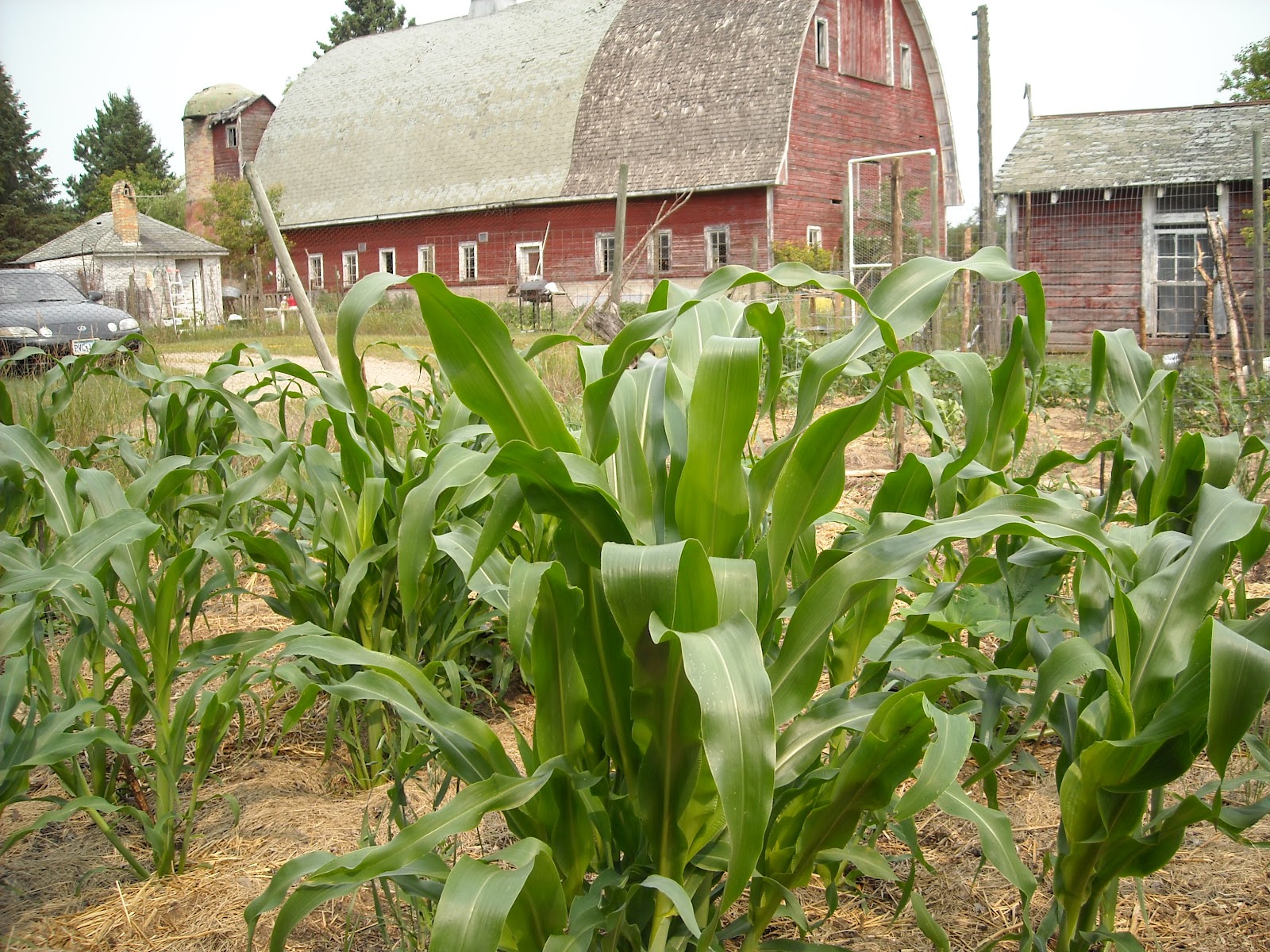 Davids Northwoods Garden: The corn is hip high by the 4th of July
