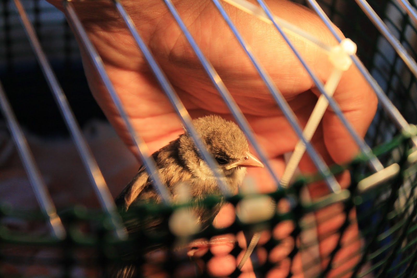 Jurnalul meu: Salvare pui de vrabie