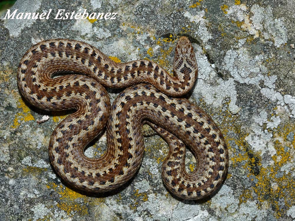 Miradas Cantábricas: Víbora de Seoane o cantábrica (Vipera seoanei ...