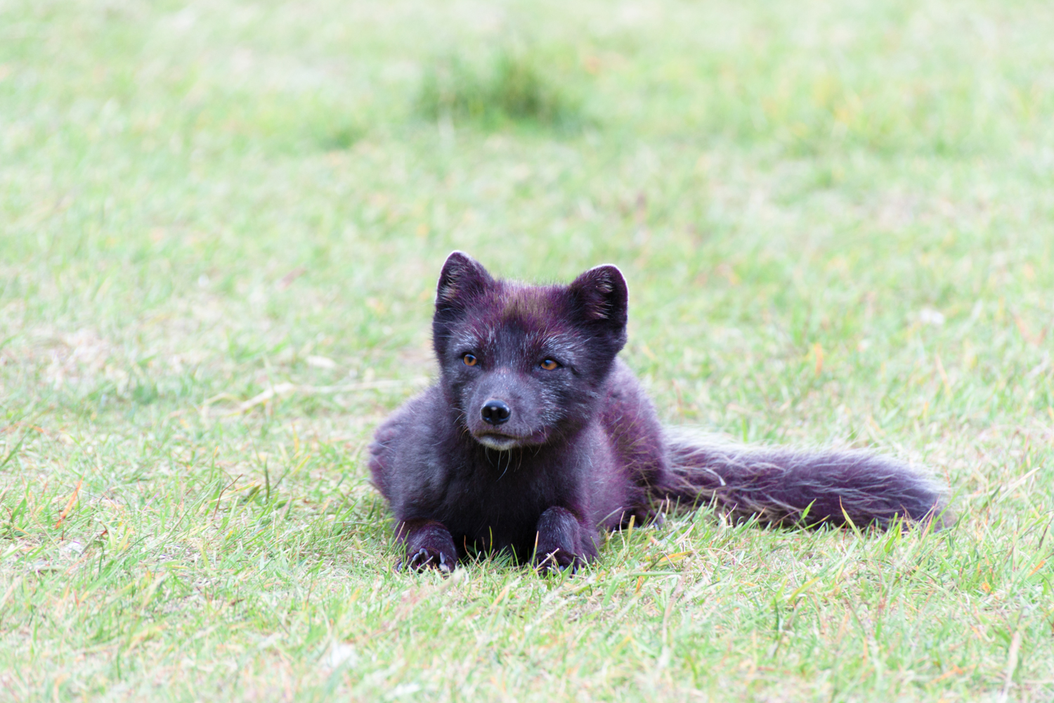 Trans Pond: The old, sly Fox