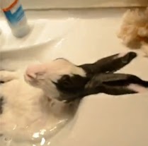 Lepuri që di ta shijojë jetën (Video) ~ wellcome