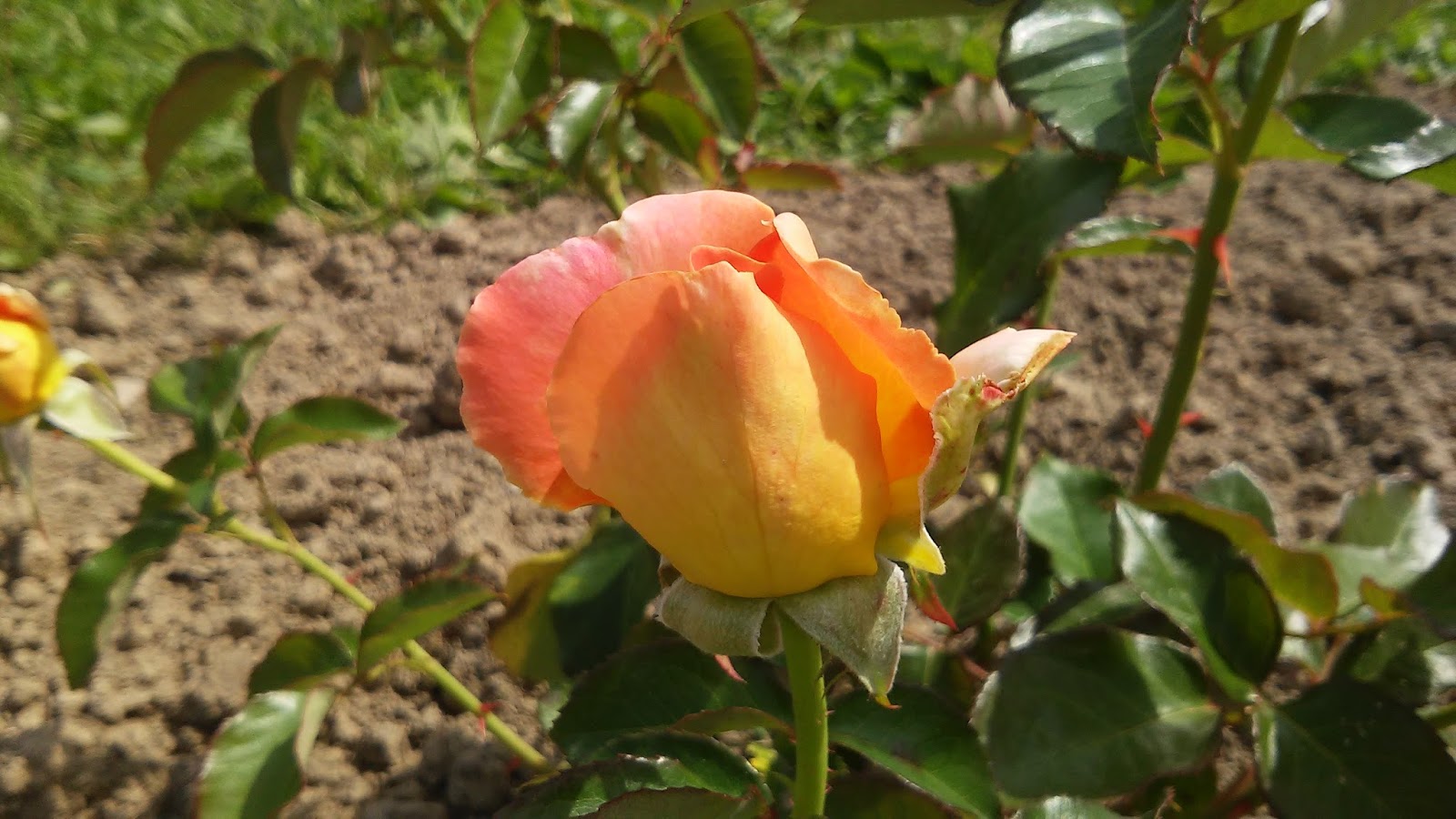 Ranczo Elma: Róża (Rosa) Alpine Sunset