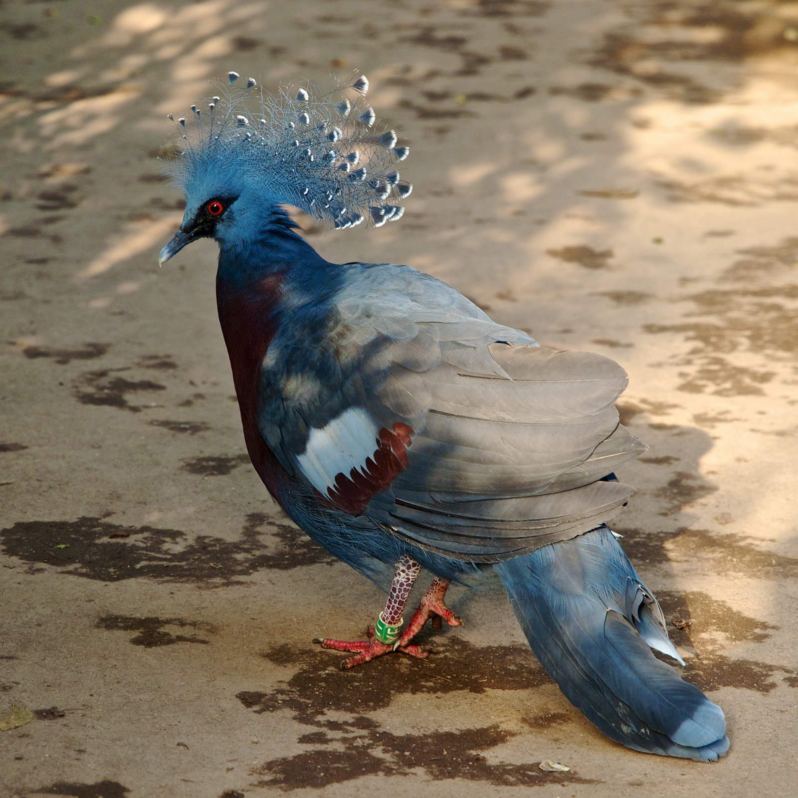 Micro Post: Victoria Crowned Pigeon |MyRokan