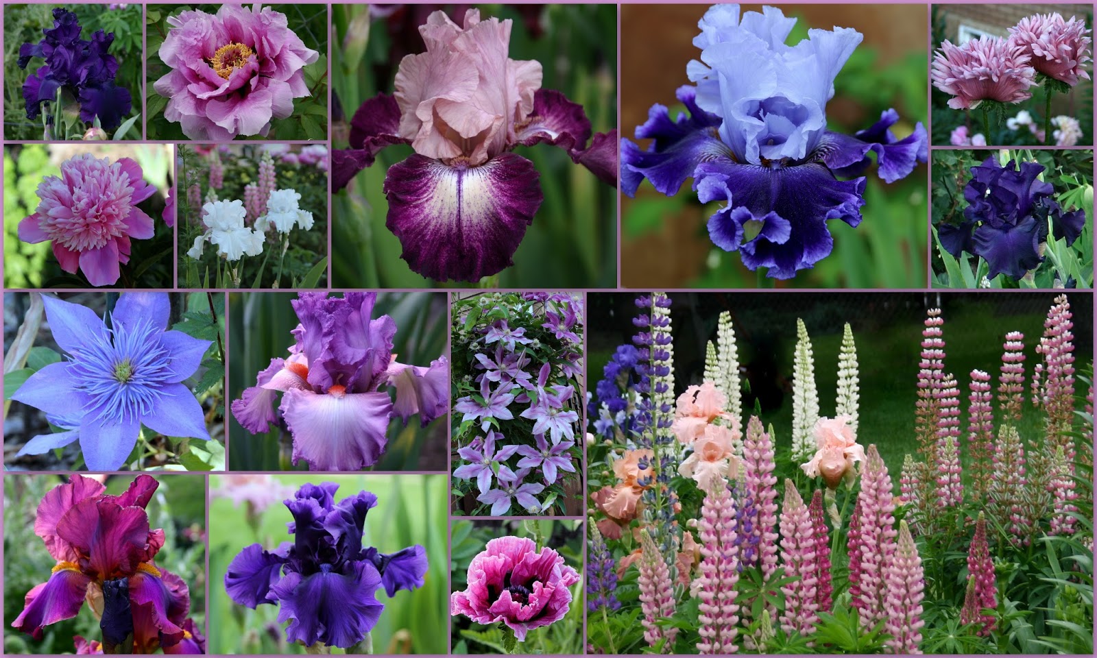 TALL BEARDED IRIS and COMPANION PLANTS 2013 - Sowing the Seeds