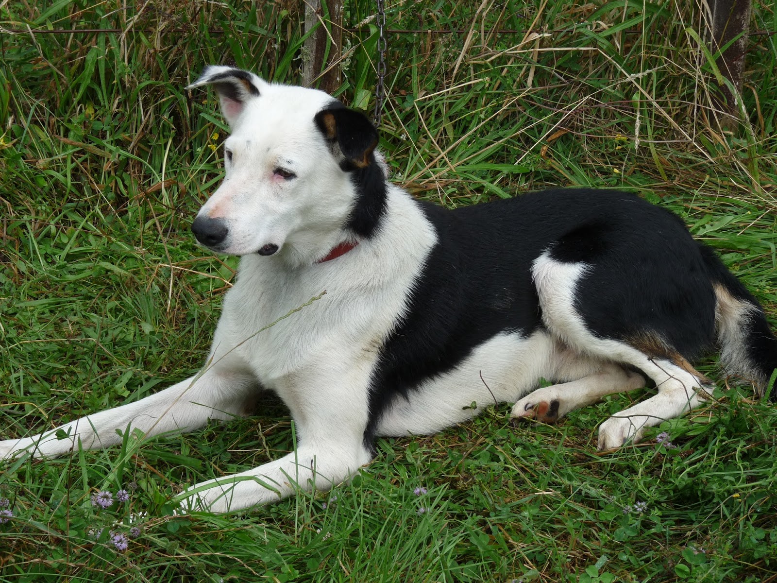 Woolshed 1: New Zealand farming. 1300 Names for NZ Farm Working Dogs