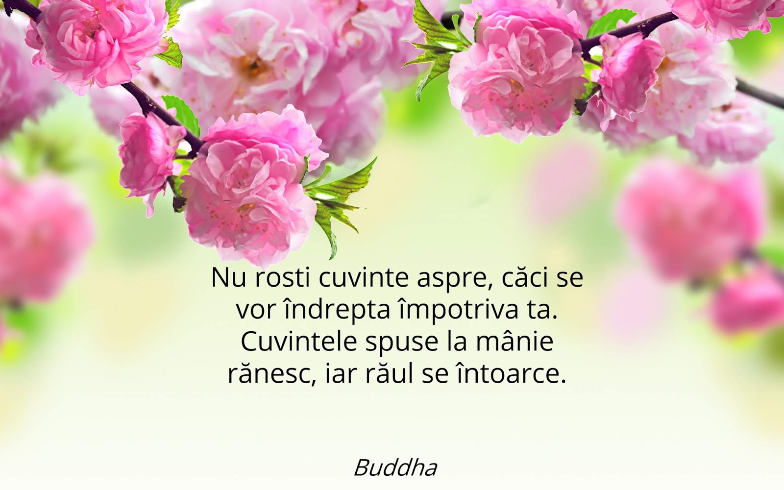 Felicitari, Mesaje si Urari: Citate despre viata