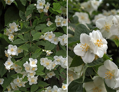 Il giardino naturale - Il filadelfo (Philadelphus coronarius), una ...