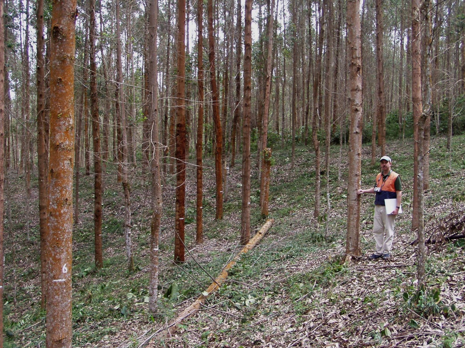ECONOMÍA: LA EXPLOTACIÓN FORESTAL