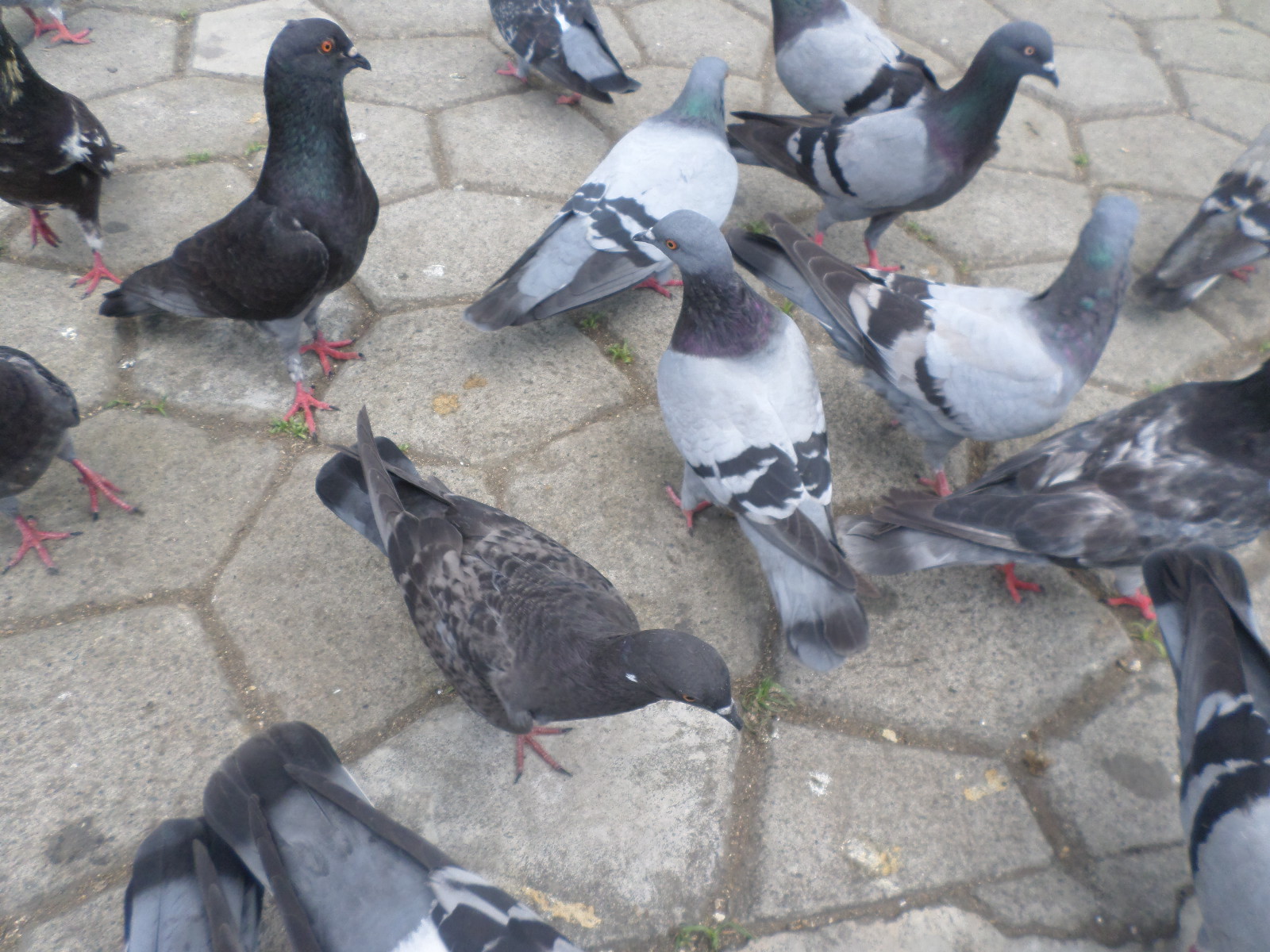 veta897: My Five Minutes with the Kalapati