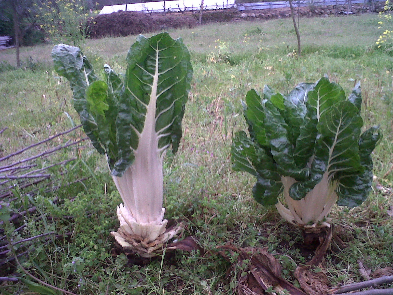 Nós, os Cachorros - No Japão: Plantas que curam: ACELGA - Beta vulgaris