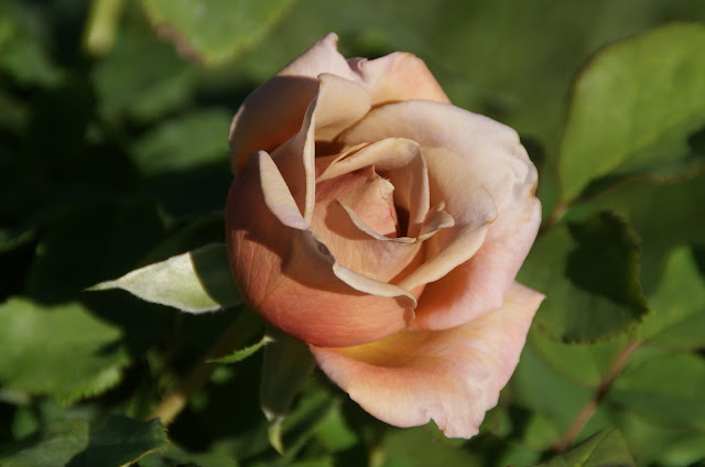 Organic Garden Dreams: September Roses
