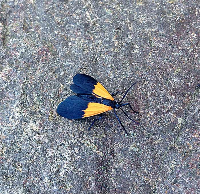 FOTO NATURA HUESCA 2: BLACK AND YELLOW LICHEN MOTH Lycomorpha pholus ...