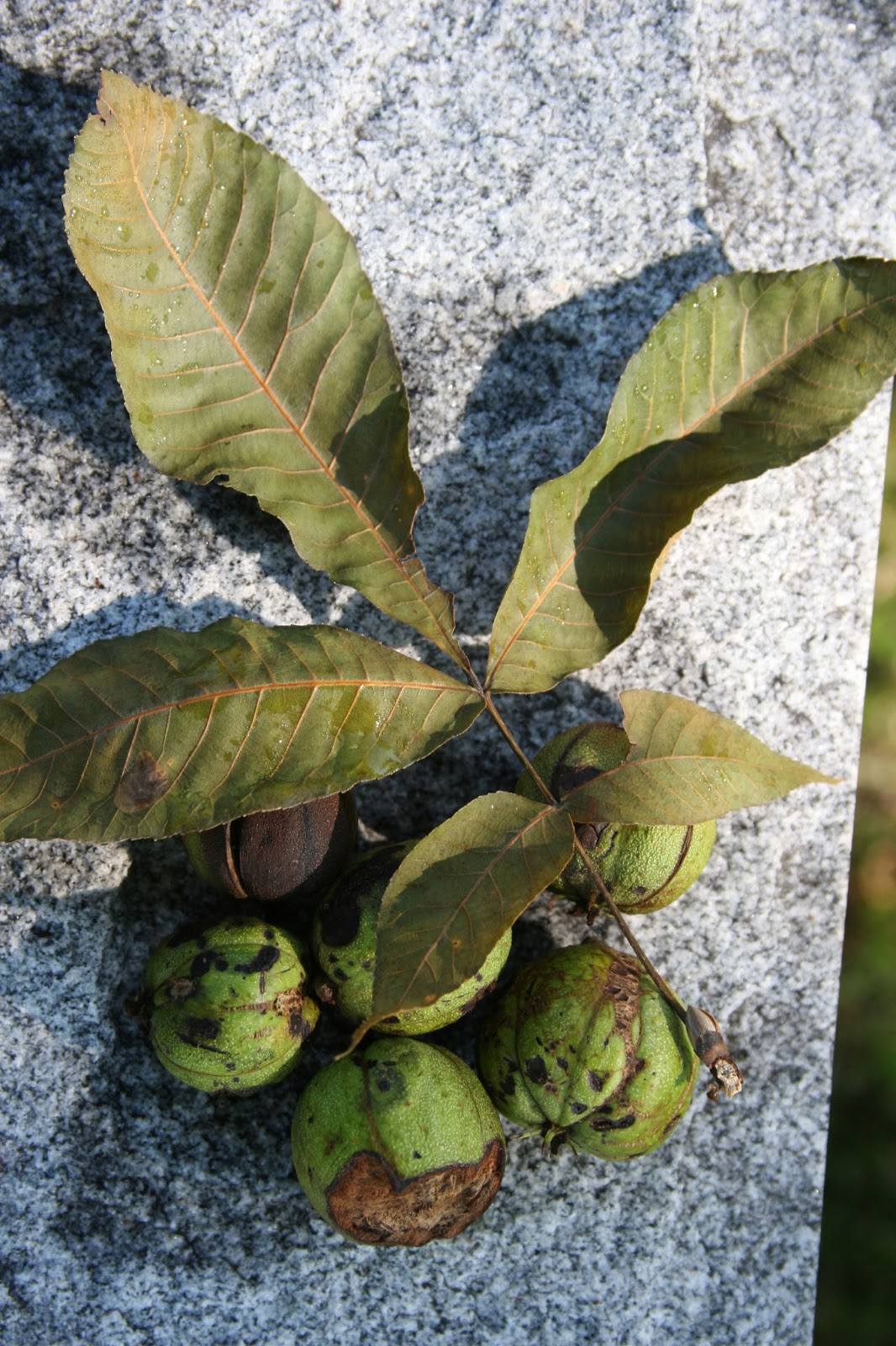 Isabella Conservation District Environmental Education Program: Busy ...