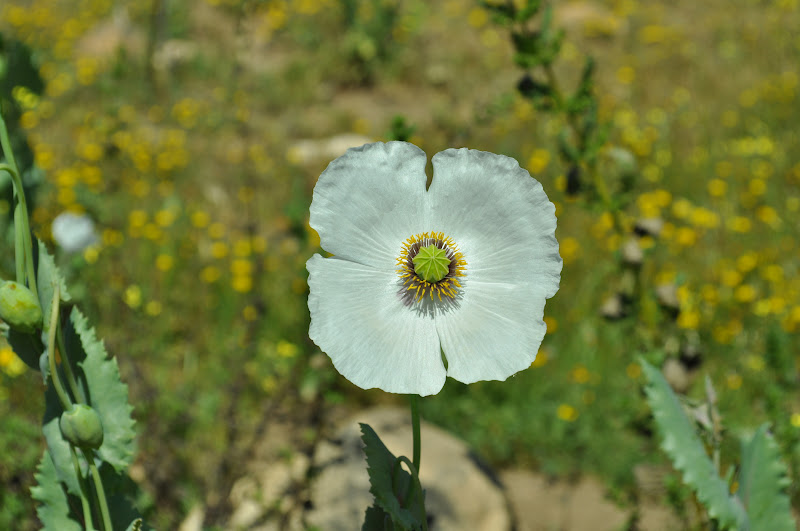 RioYeguas: Adormidera. Papaver somniferum. Planta del Opio