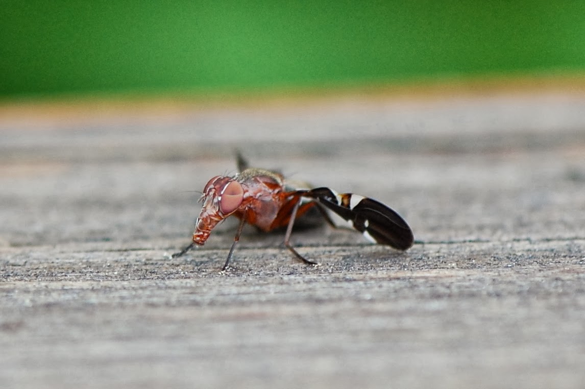 Urban Wildlife Guide: Picture-winged Fly