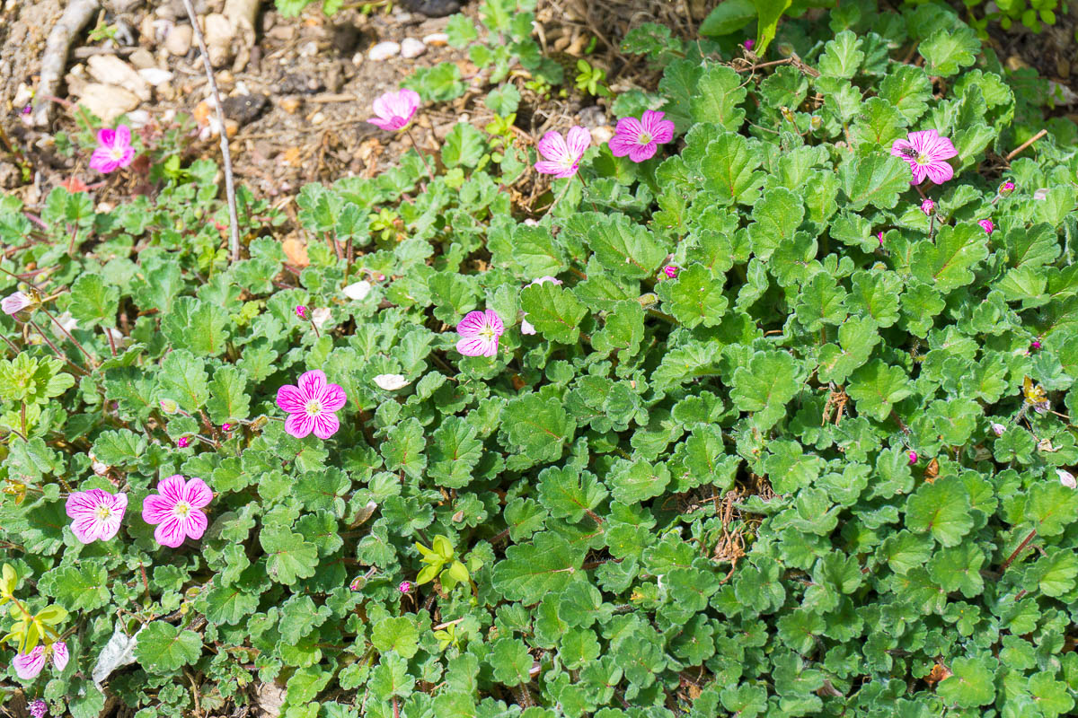 Plantas de Huerta Otea, Salamanca: Geranio alpino (Erodium ...