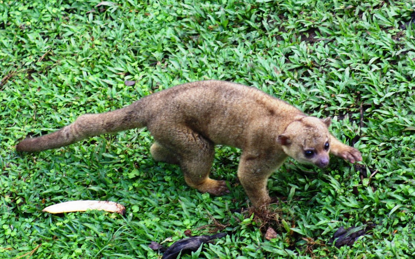 Bienestar Animal en la especie Perro de Monte o Kinkaju: EL KINKAJU o ...