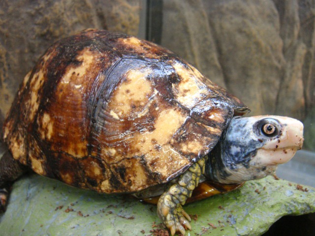 Caparazones : Un bello animal (Tortuga de caja yucatana)