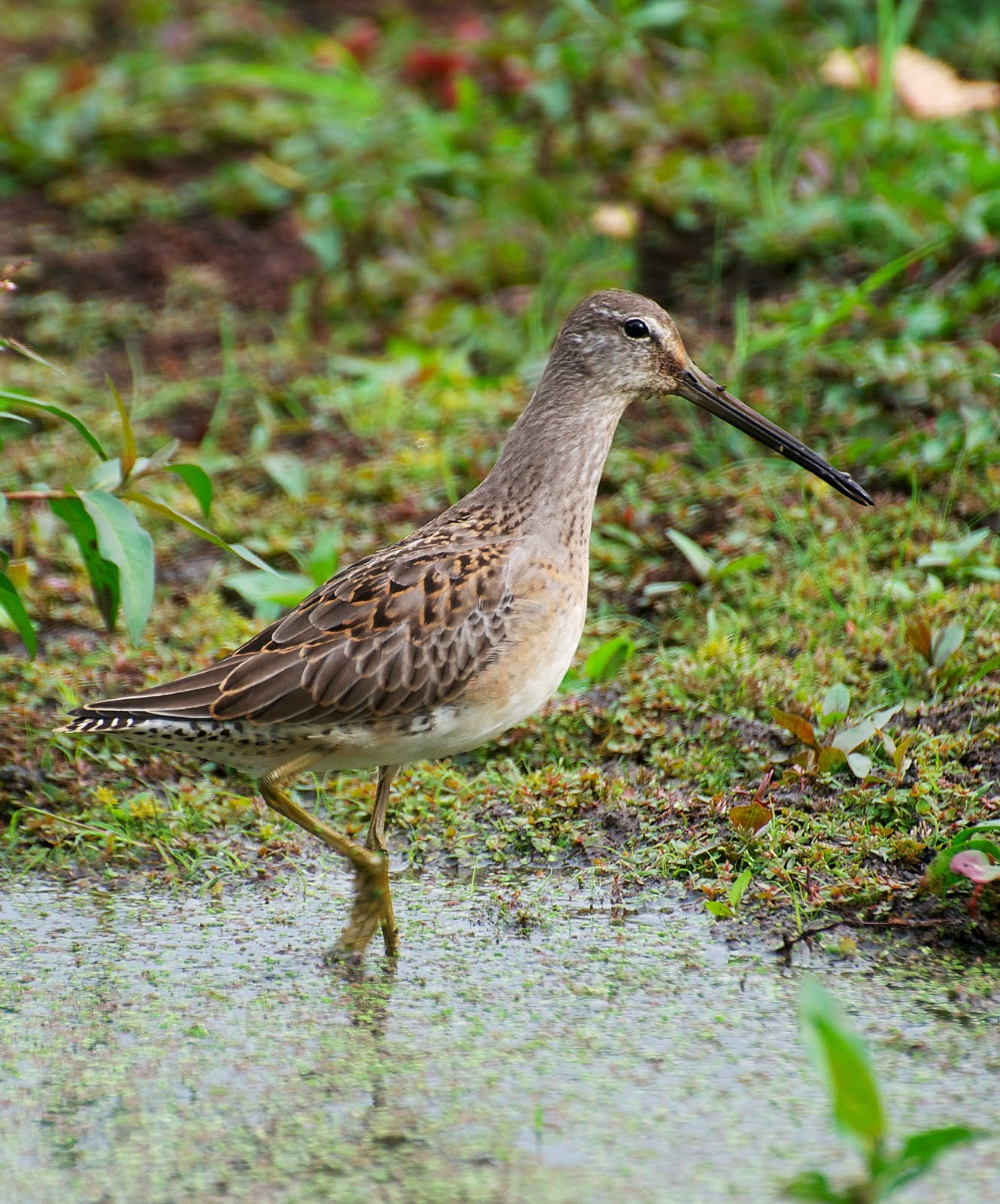 NW Bird Blog: Long-billed Dowitcher