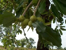 Herbs-Treat and Taste: AFRICAN SHEA TREE - TREE OF LIFE: HISTORY ...