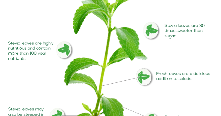 Produk-produk PT Galenika Farmasindo: Mengenal Tanaman Stevia Sebagai ...