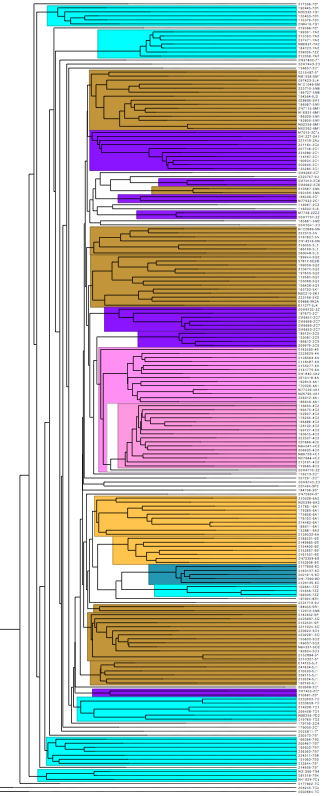 KurdishDNA: R1a1a comparison STR111 Part II