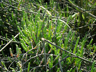 Leaves of Plants: Pickleweed
