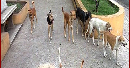 .: DIA MUNDIAL DEL PERRO VIRALATA! Hoy honramos a todos esos animales ...