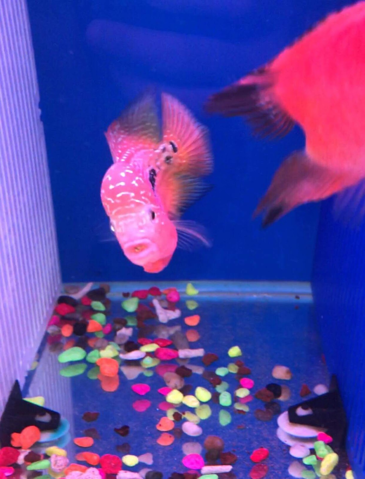 Knowing Difference Between Kamfa And King Kamfa