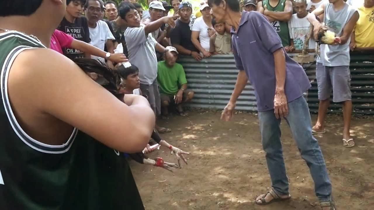 Cockers Today: Tupada in The Philippines