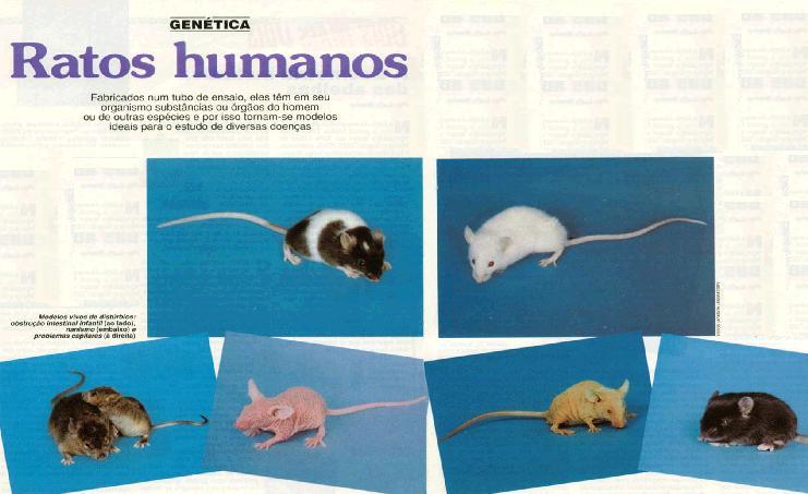 PUBLICADOS BRASIL: Ratos Humanos - Genética