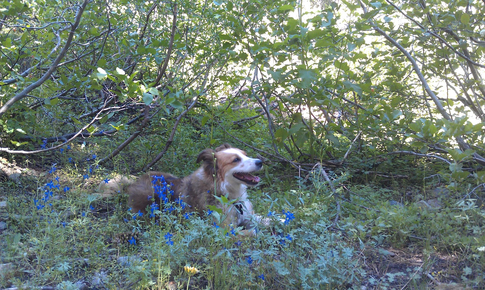 Paws For Hiking: Robinson's Flat - Tahoe National Forest, Ca