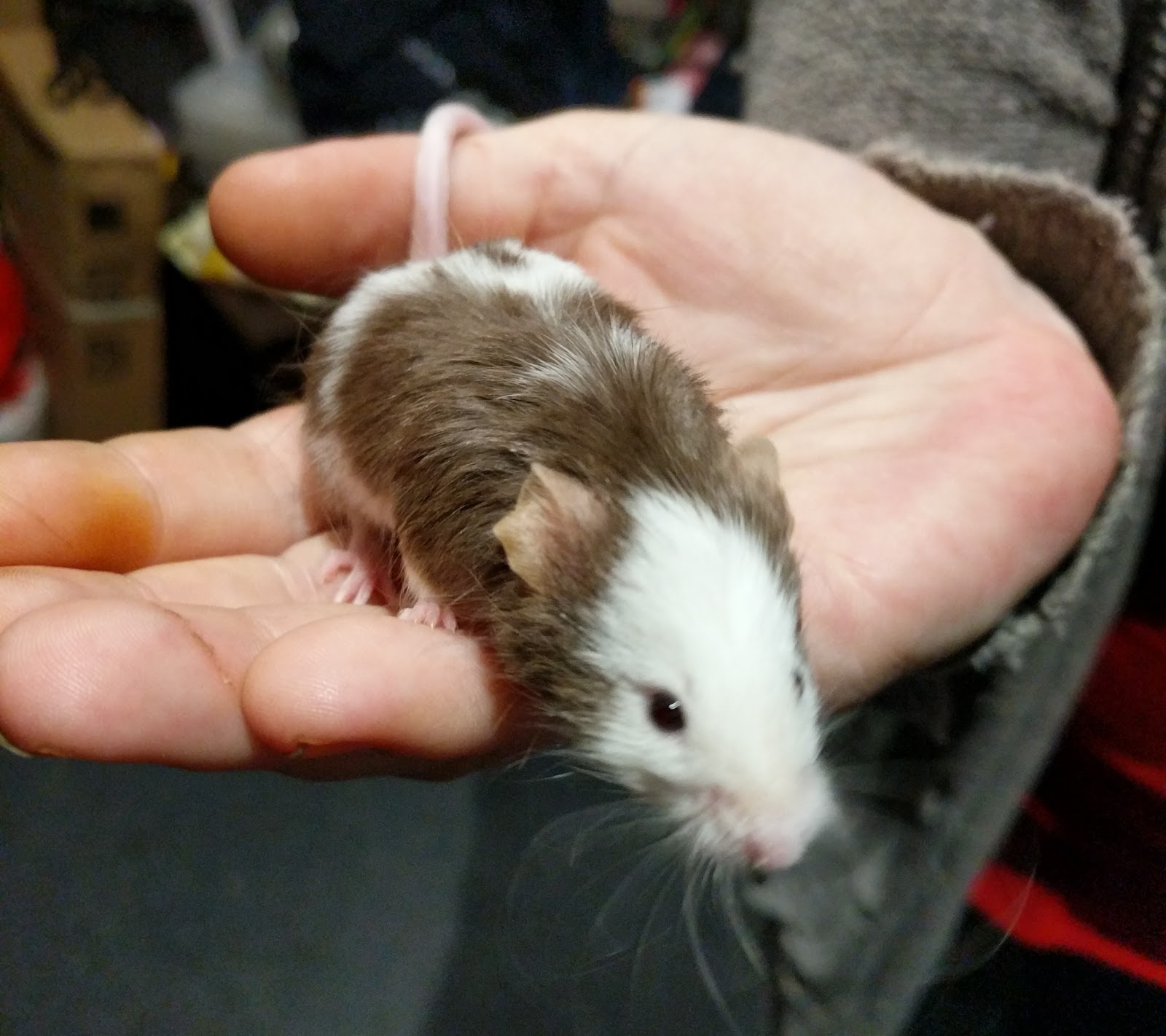 Welcome To Squeaks Mousery