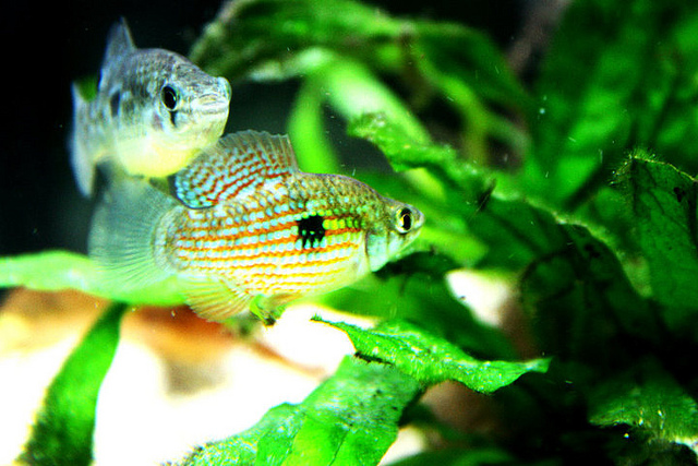 Flagfish - Fishes World - HD Images & Free Photos