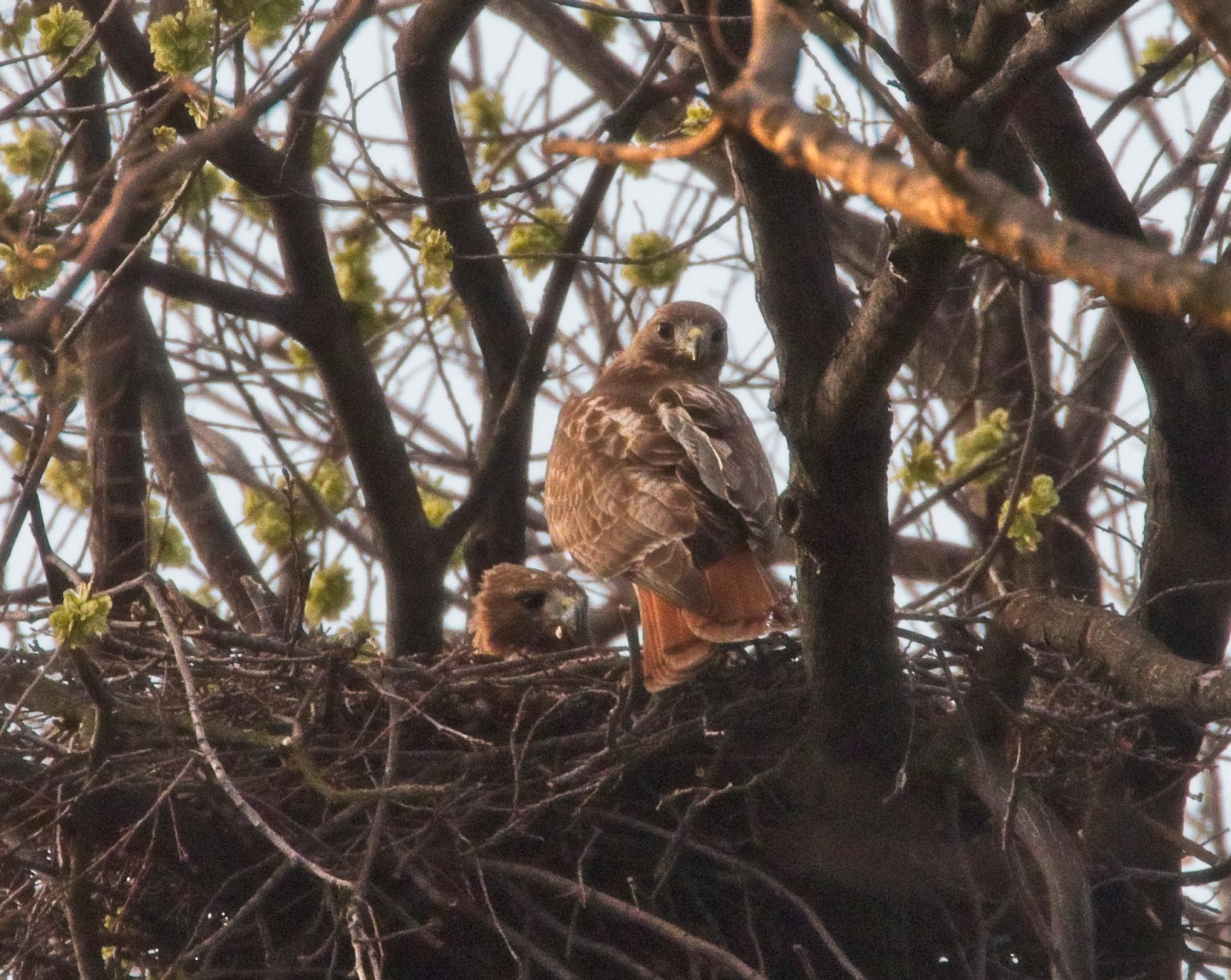 EV Grieve: Report: First red-tailed hawk egg hatches this year in ...
