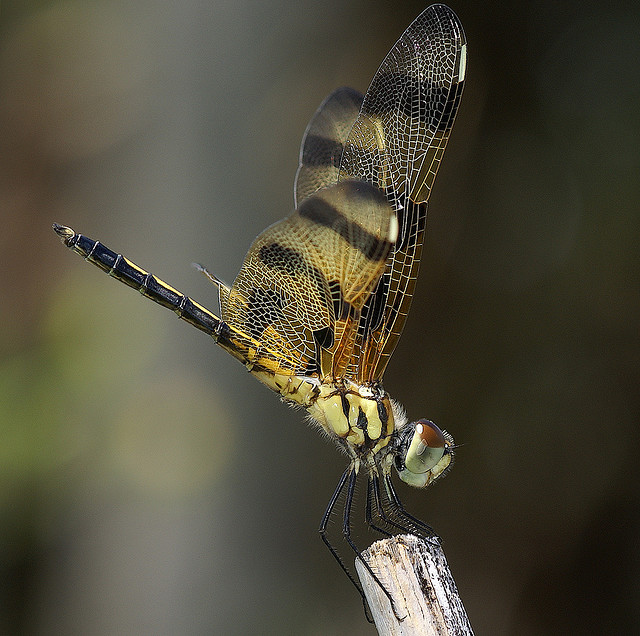 Dragonfly Delight - Amazing Macrophotography ~ Kuriositas