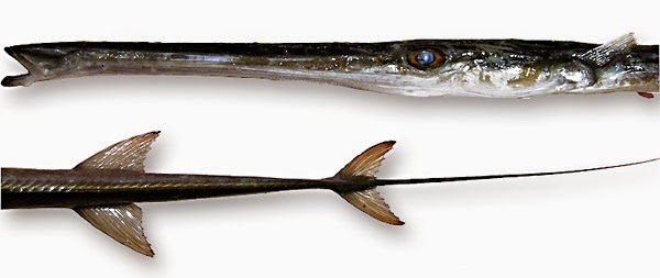 Fichas de Peces: fistularia commersonii