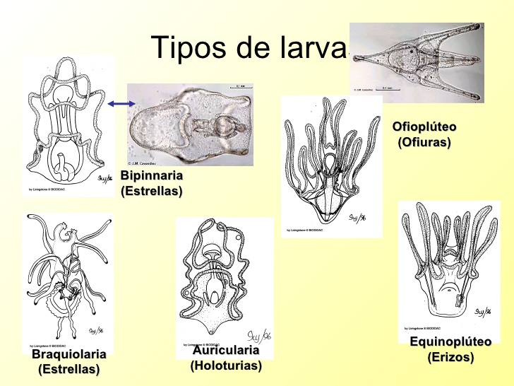 Artes de Pesca: LOS EQUINODERMOS