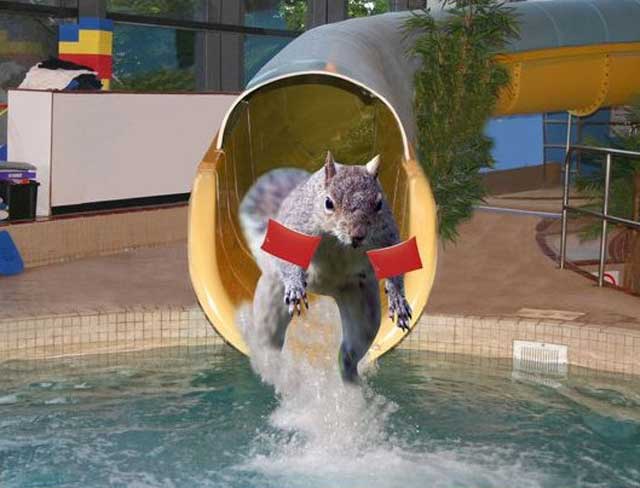 Nothing To Do With Arbroath: Panic after squirrel dived into leisure ...