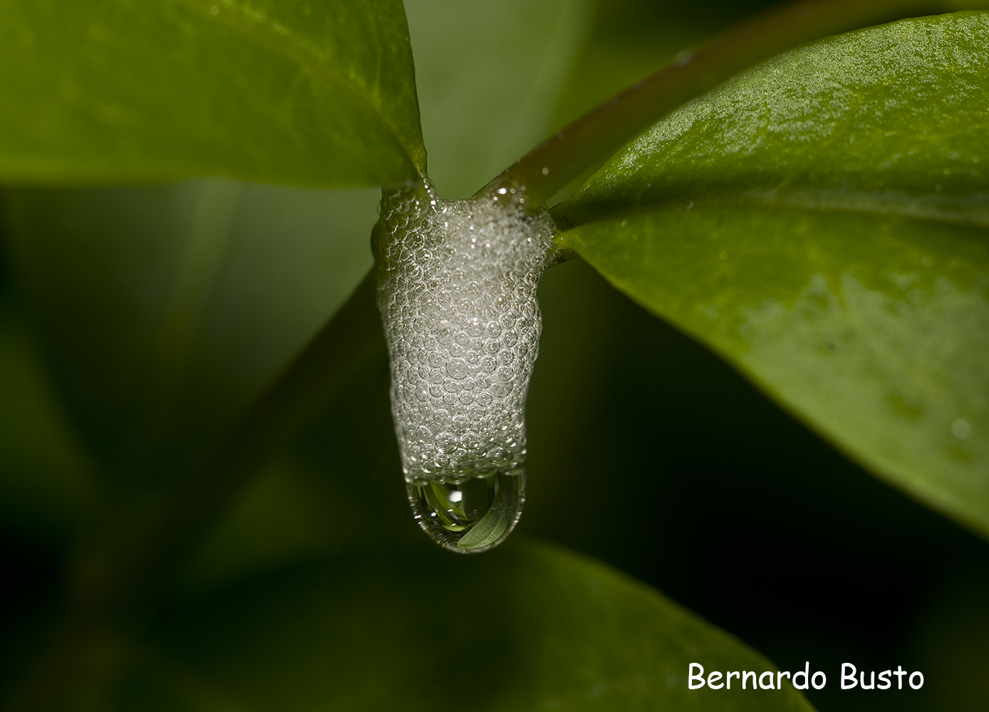 RÍA DE LA VILLA: Temporada de salivazos