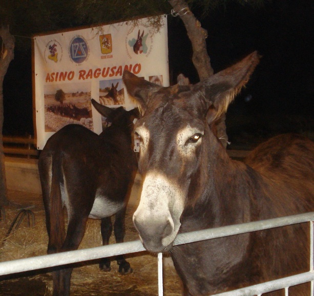 Ragusa turismo: Reportage Libera...Arte a Punta Secca del 15 luglio 2012