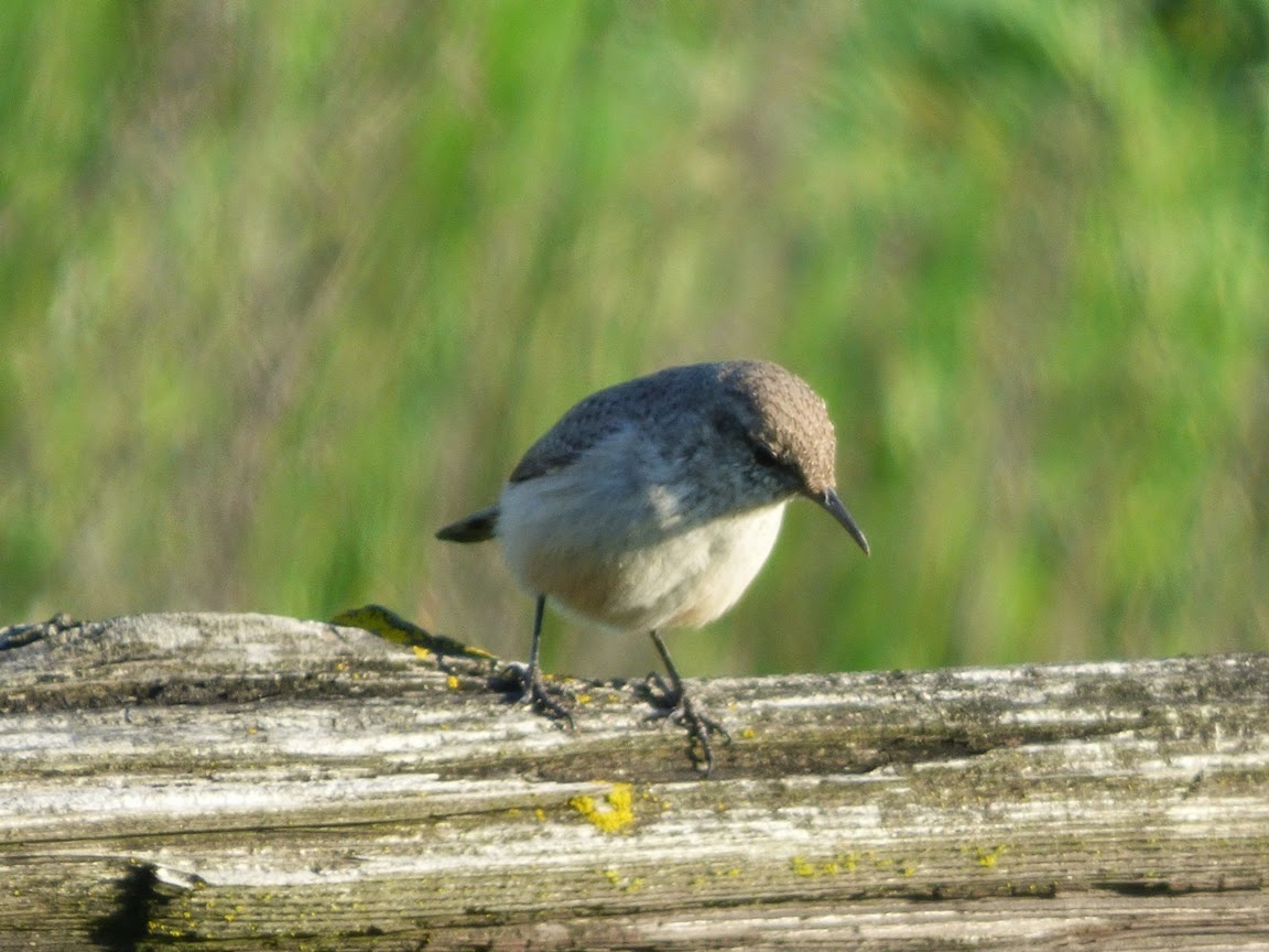 Geotripper's California Birds: Rock Wren at Turlock Lake State ...