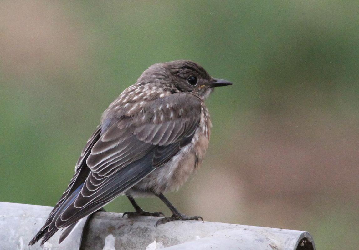 Jo's Morning Walk: Guajome Park "a Place of the Frogs"