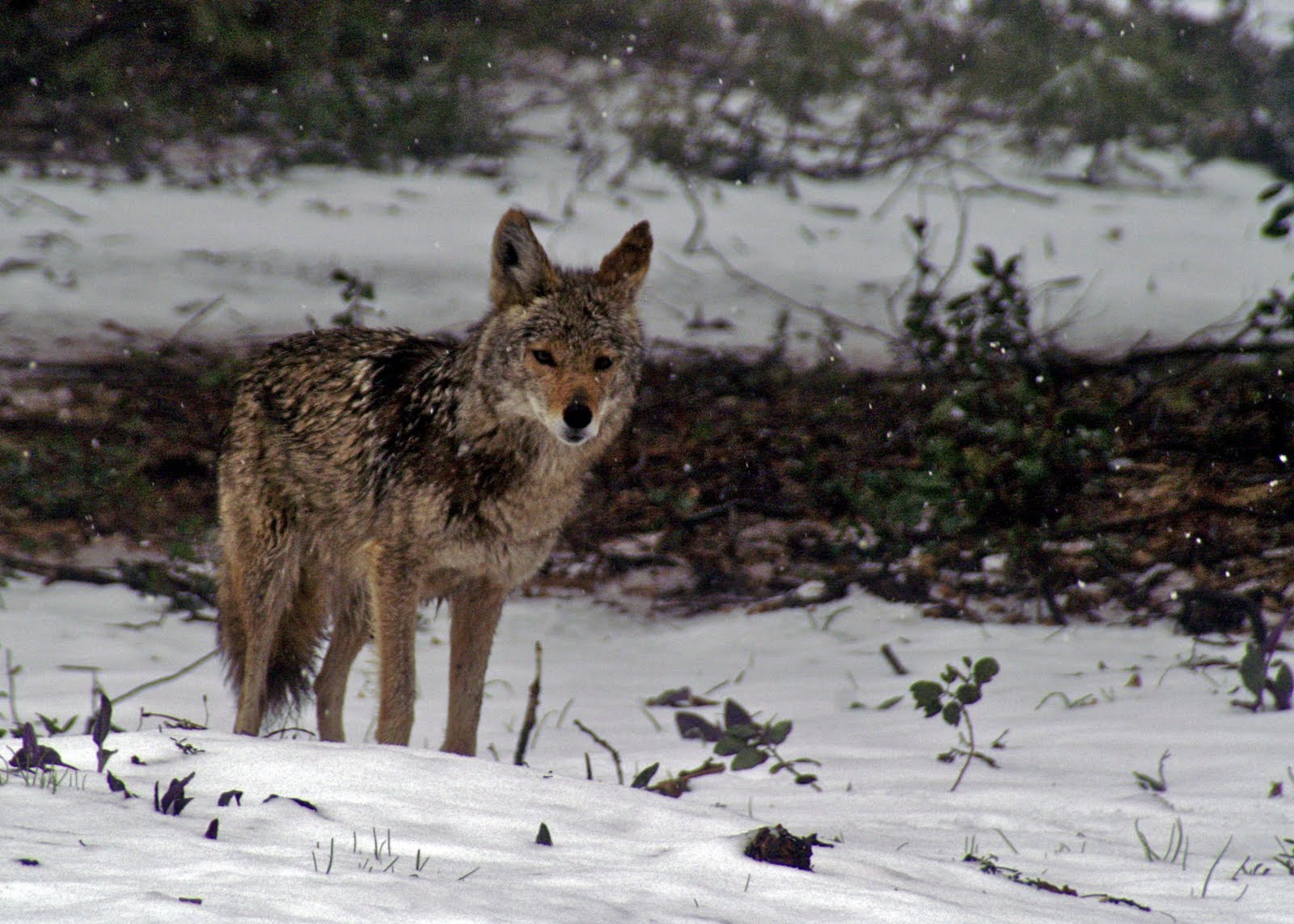 Morning Light Images: Coyote in Snow