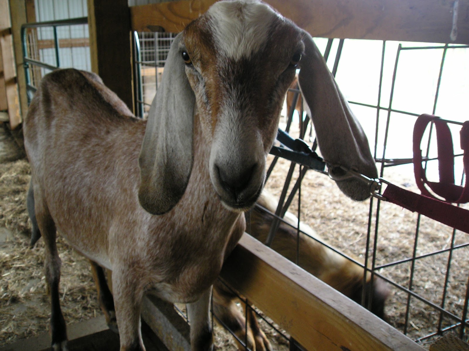 Thoughts from Frank and Fern: Dealing with a Goat Abscess - Yuck!!