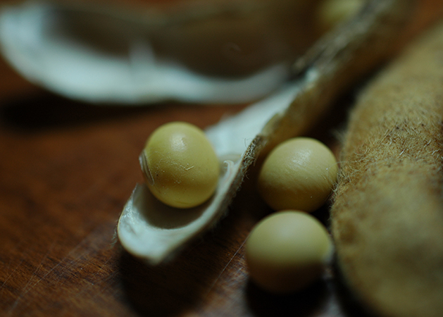 Knatolee's World: Beans of destiny