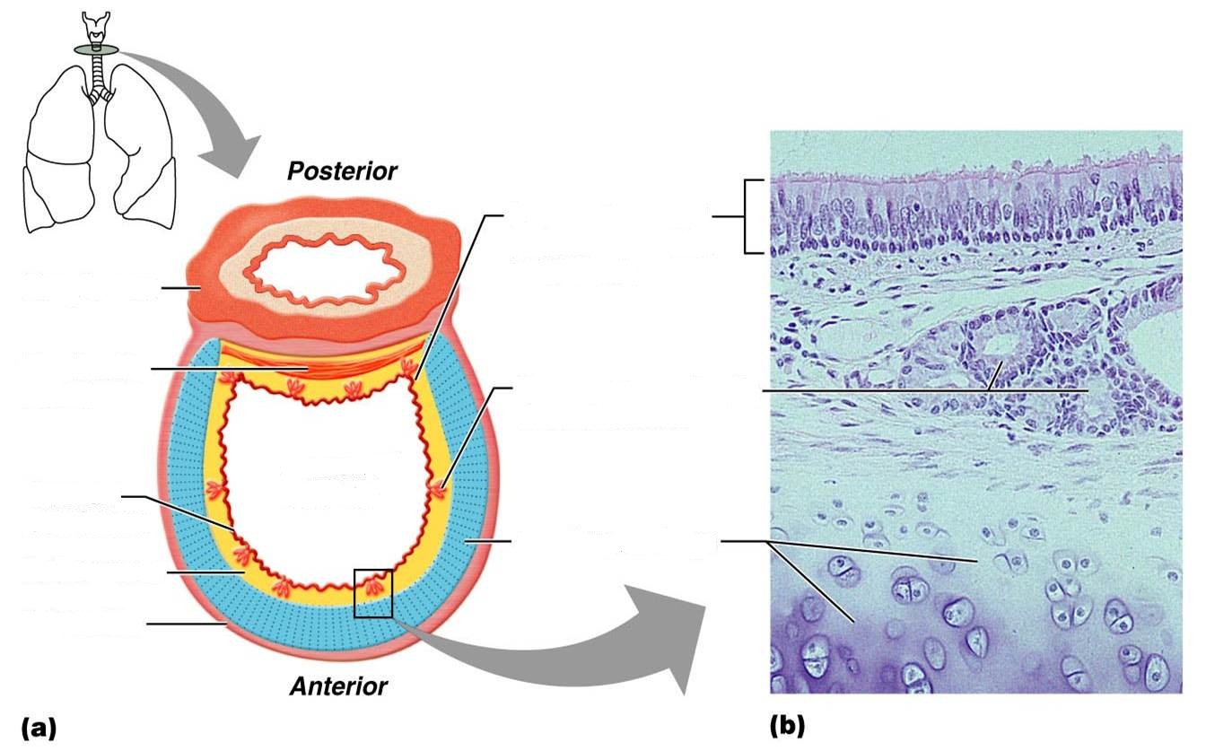 CLASS BLOG: BIO 202 Respiratory System Worksheet