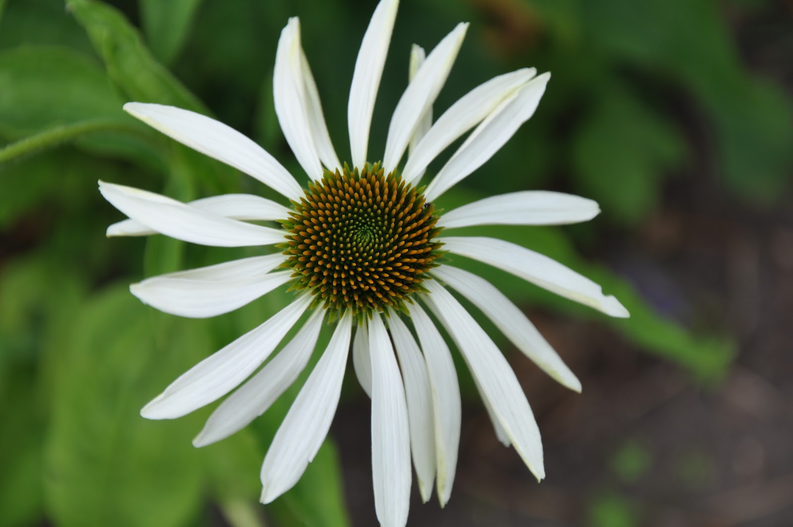 Bland blommor & blad: Vit solhatt