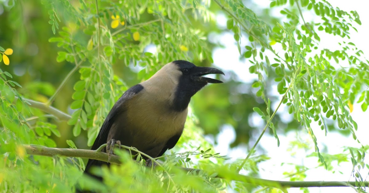 House crow- گھریلو کوا | Wildlife of Pakistan